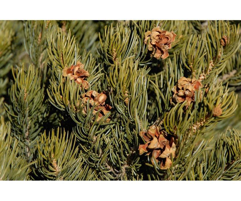 Colorado Springs Utilities Xeriscaping - Pinyon Pine