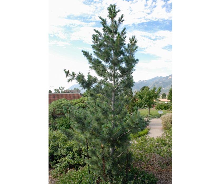 Colorado Springs Utilities Xeriscaping - Vanderwolf's Pyramid Limber Pine
