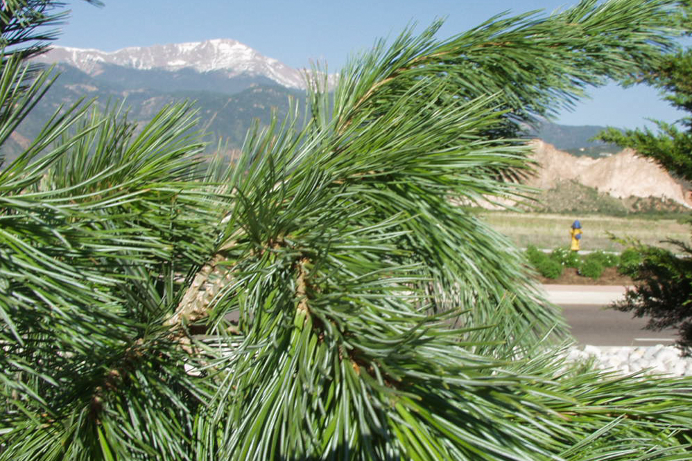 Colorado Springs Utilities Xeriscaping - Vanderwolf's Pyramid Limber Pine