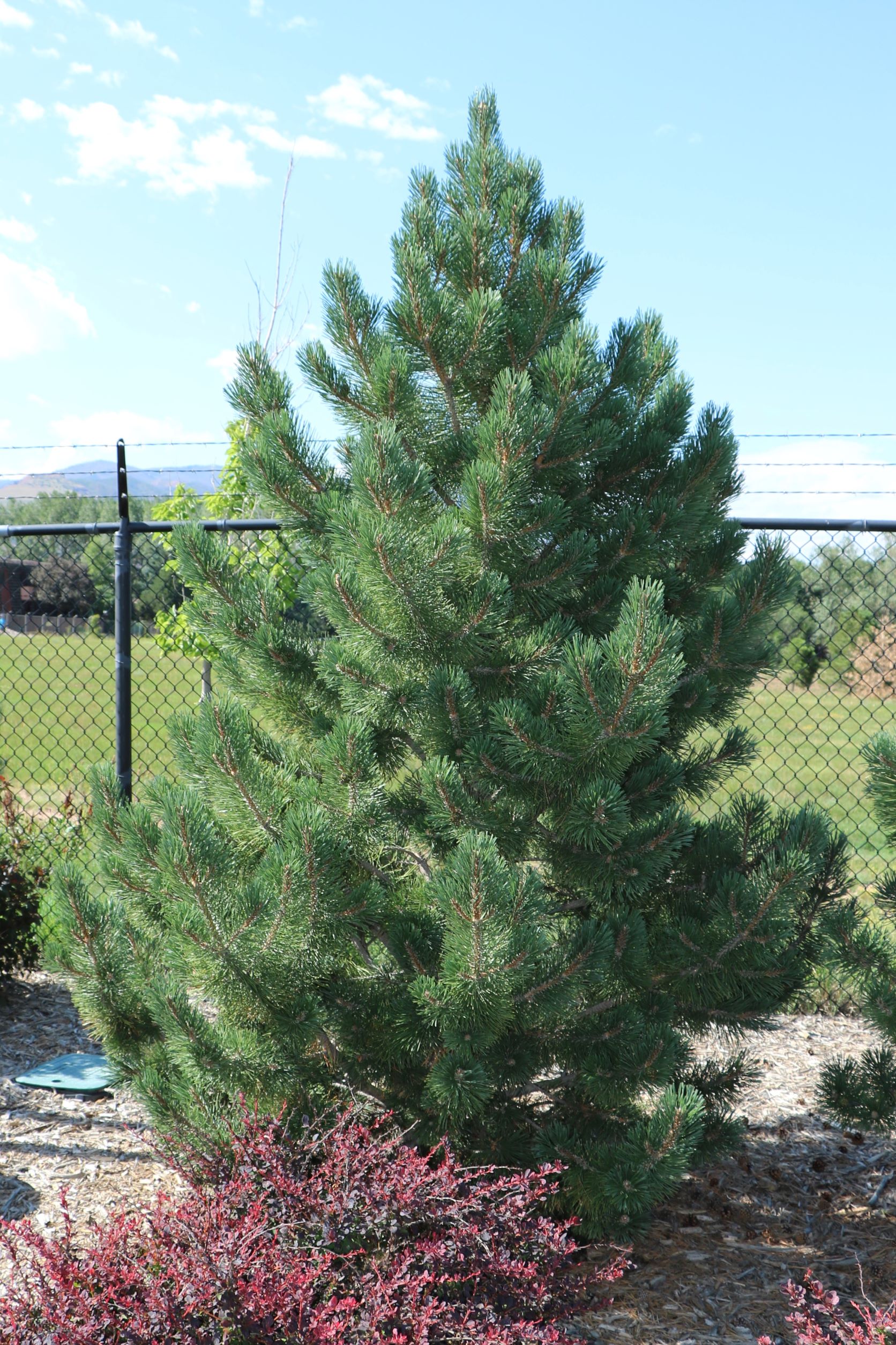Colorado Springs Utilities Xeriscaping - Tannenbaum Mugo Pine