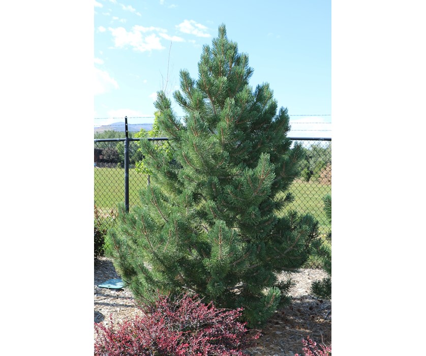 Colorado Springs Utilities Xeriscaping - Tannenbaum Mugo Pine