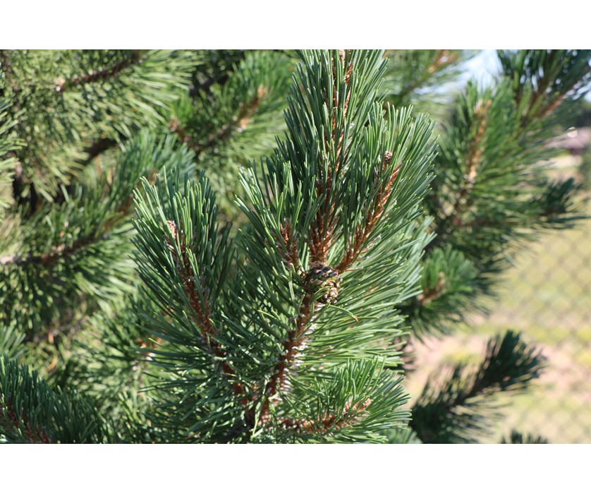 Colorado Springs Utilities Xeriscaping - Tannenbaum Mugo Pine