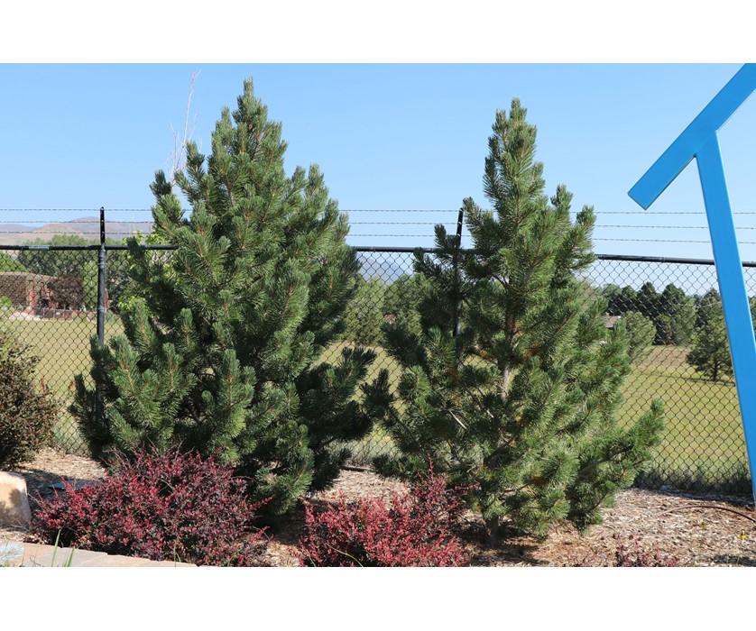 Colorado Springs Utilities Xeriscaping - Tannenbaum Mugo Pine