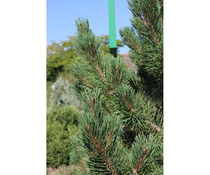 Colorado Springs Utilities Xeriscaping - Tannenbaum Mugo Pine