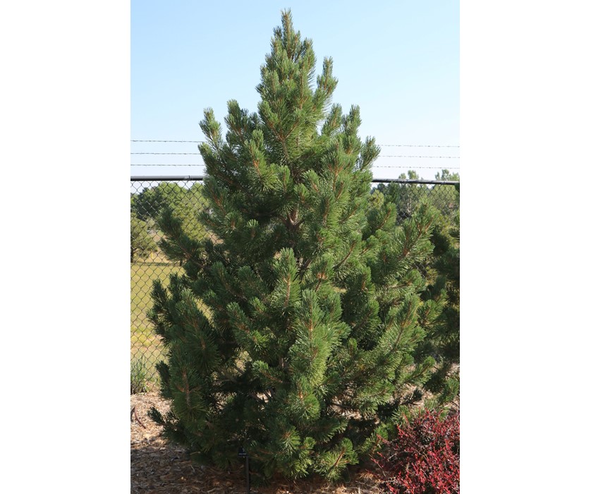 Colorado Springs Utilities Xeriscaping - Tannenbaum Mugo Pine