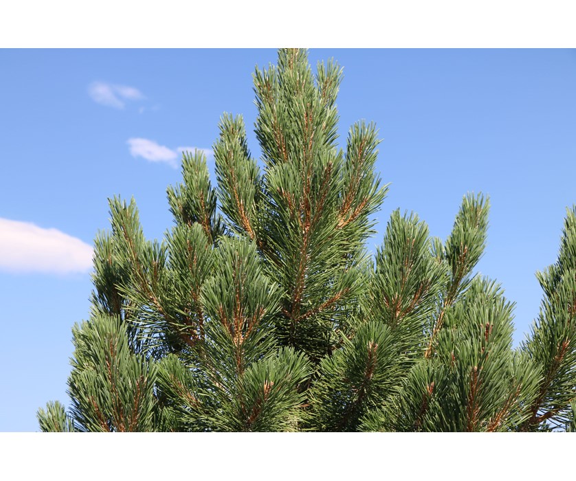 Colorado Springs Utilities Xeriscaping - Tannenbaum Mugo Pine