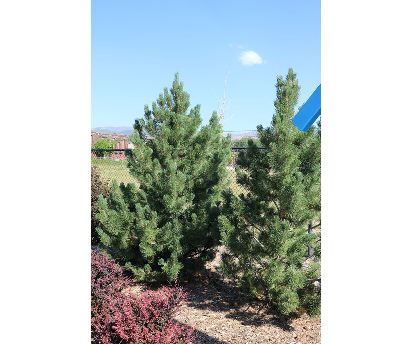Colorado Springs Utilities Xeriscaping - Tannenbaum Mugo Pine