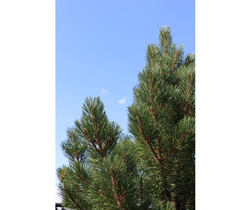 Colorado Springs Utilities Xeriscaping - Tannenbaum Mugo Pine