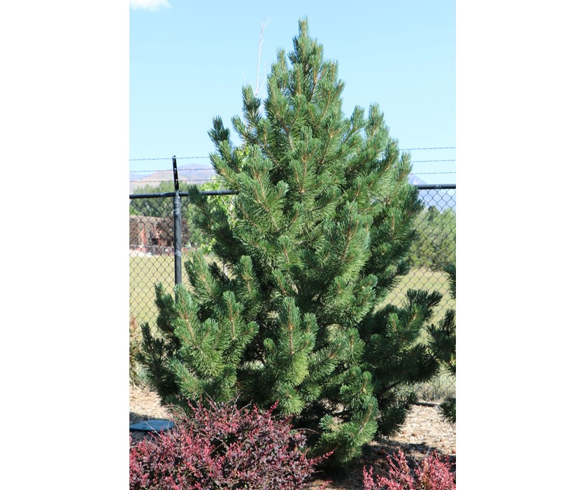 Colorado Springs Utilities Xeriscaping - Tannenbaum Mugo Pine