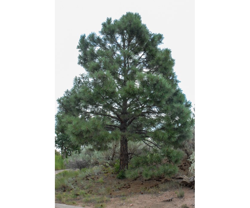 Colorado Springs Utilities Xeriscaping - Ponderosa Pine