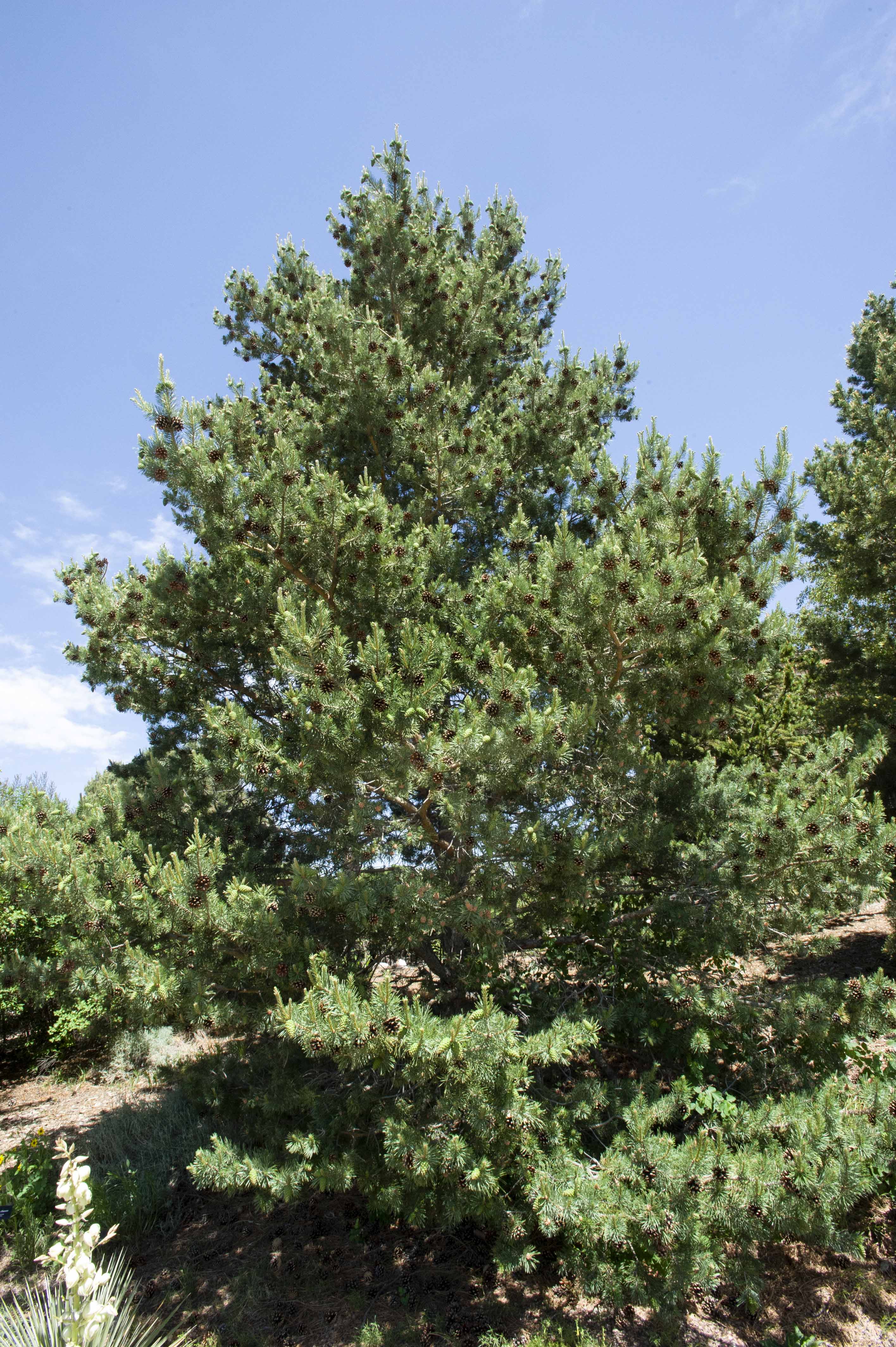 Colorado Springs Utilities Xeriscaping - Ponderosa Pine