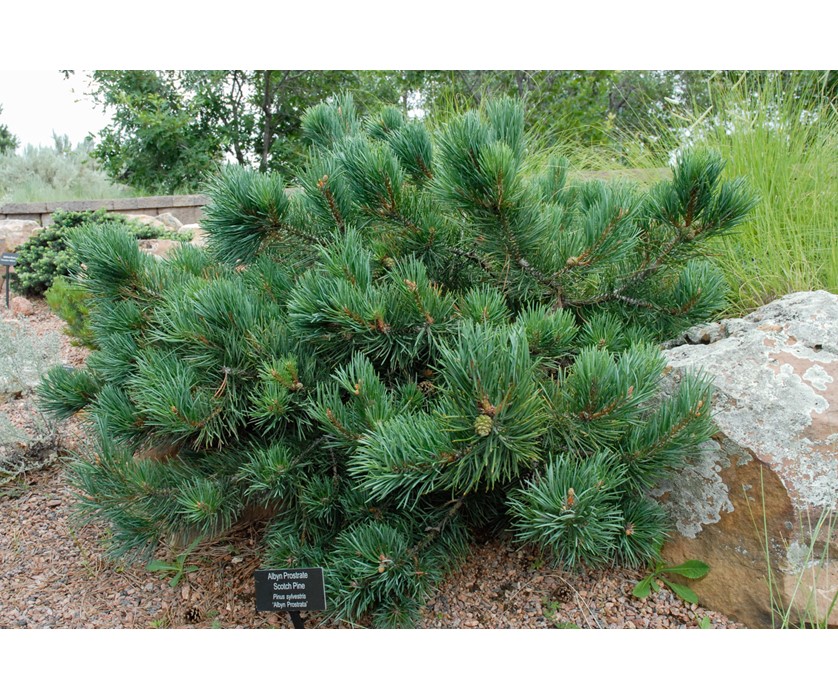 Colorado Springs Utilities Xeriscaping - Albyn Prostrate Scotch Pine