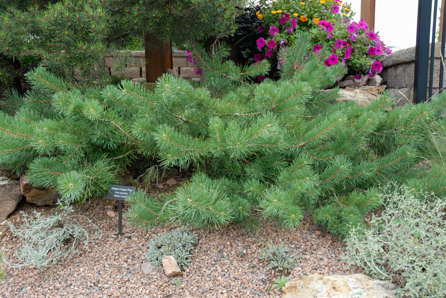 Colorado Springs Utilities Xeriscaping - Hillside Creeper Pine