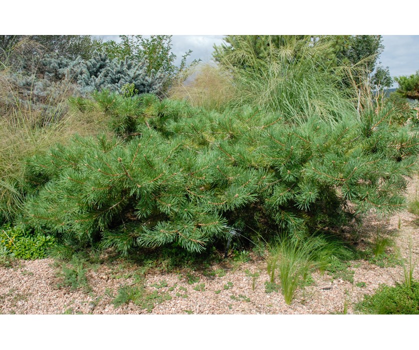 Colorado Springs Utilities Xeriscaping - Hillside Creeper Pine