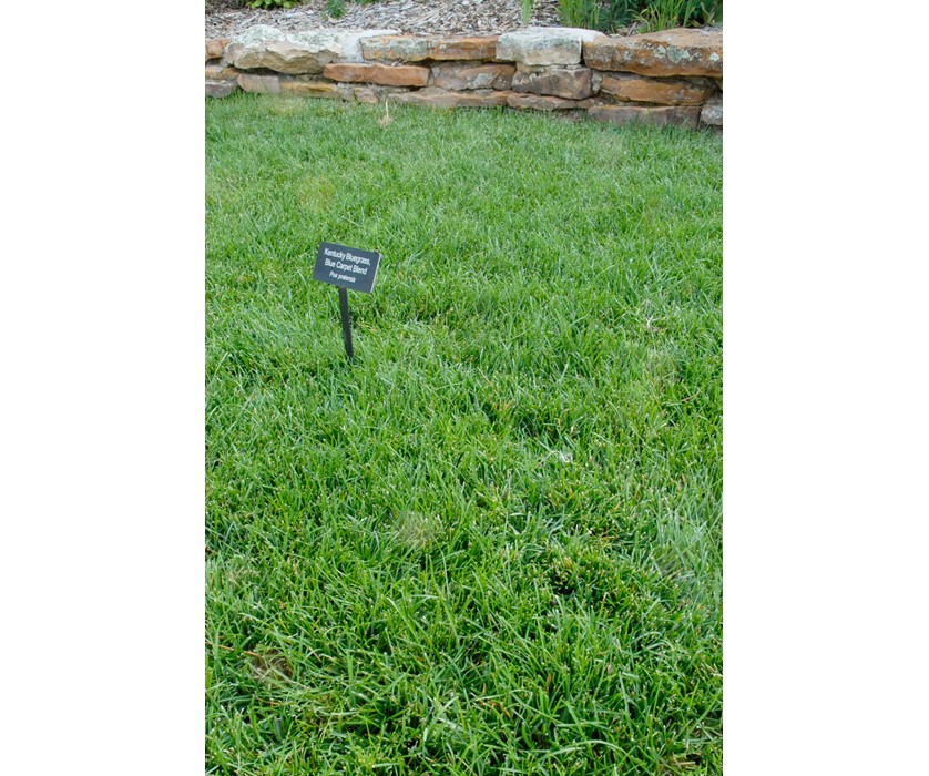 Colorado Springs Utilities Xeriscaping - Kentucky Bluegrass