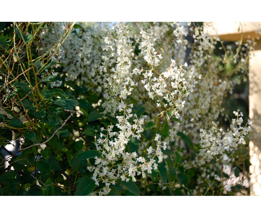 Colorado Springs Utilities Xeriscaping - Silver Lace Vine