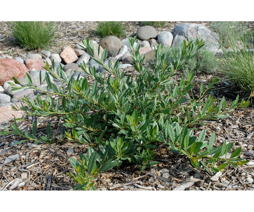 Colorado Springs Utilities Xeriscaping - Pawnee Buttes Sand Cherry