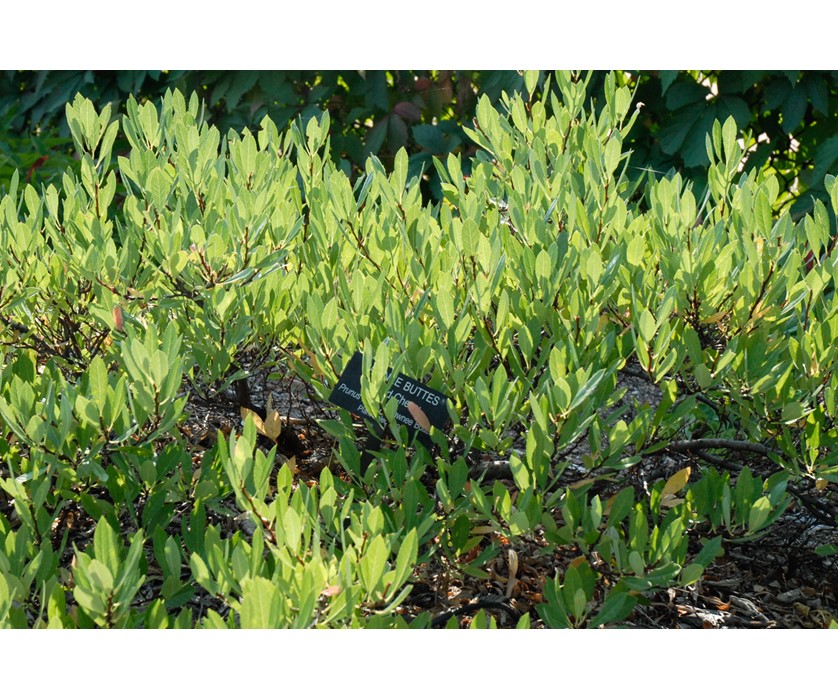 Colorado Springs Utilities Xeriscaping - Pawnee Buttes Sand Cherry