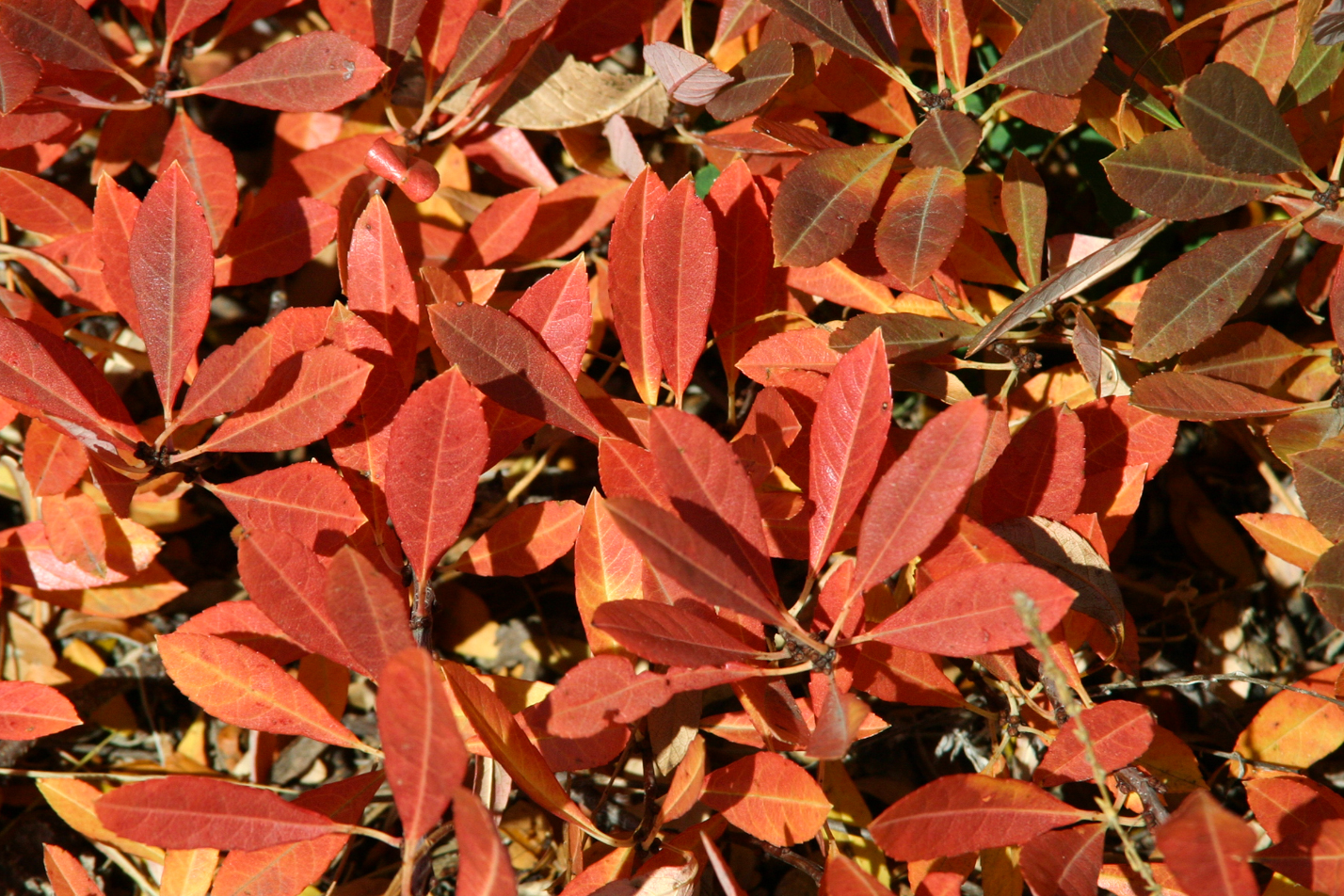 Colorado Springs Utilities Xeriscaping - Pawnee Buttes Sand Cherry