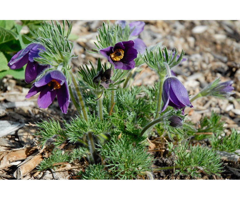 Colorado Springs Utilities Xeriscaping - European Pasque Flower