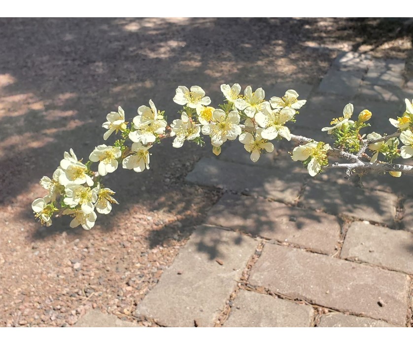 Colorado Springs Utilities Xeriscaping - Stansbury's Cliffrose