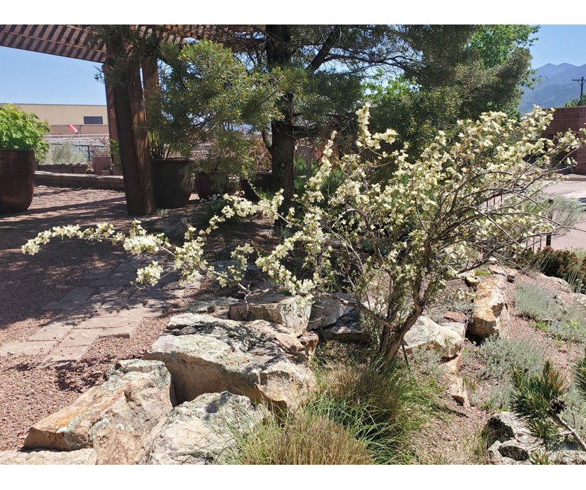 Colorado Springs Utilities Xeriscaping - Stansbury's Cliffrose