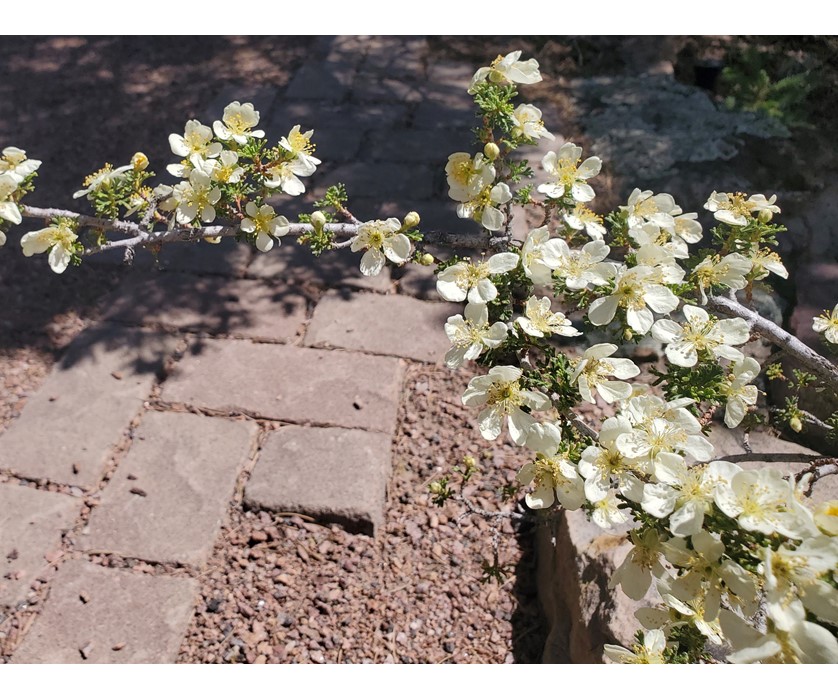 Colorado Springs Utilities Xeriscaping - Stansbury's Cliffrose