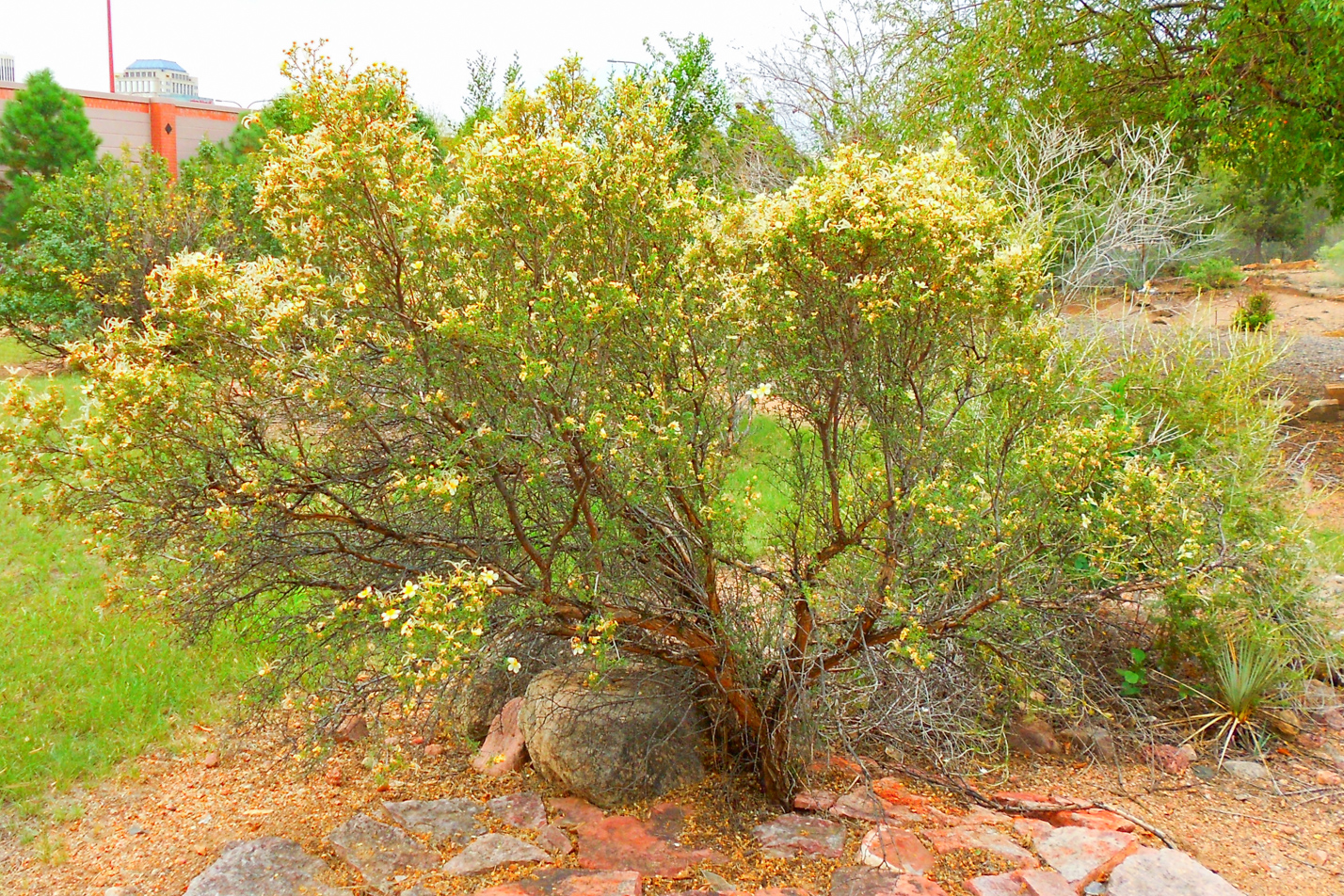 Colorado Springs Utilities Xeriscaping - Stansbury's Cliffrose