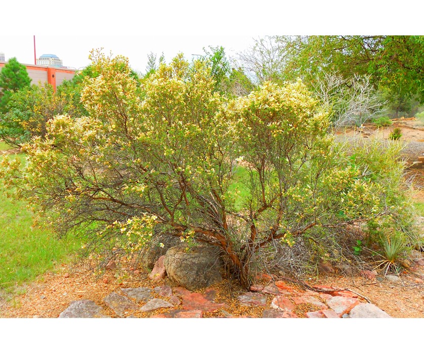 Colorado Springs Utilities Xeriscaping - Stansbury's Cliffrose