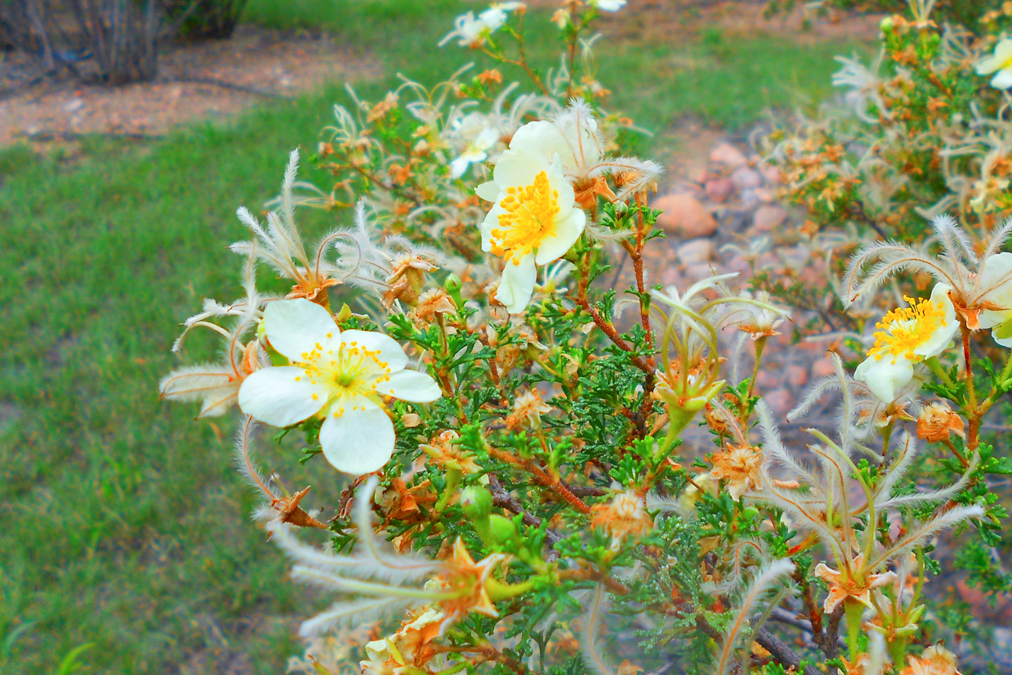Colorado Springs Utilities Xeriscaping - Stansbury's Cliffrose