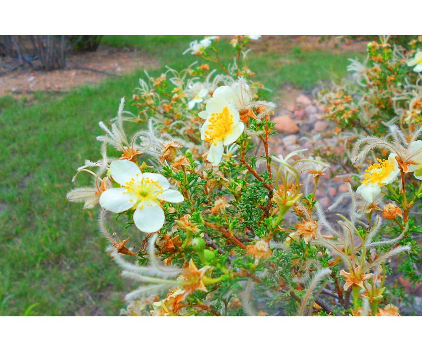 Colorado Springs Utilities Xeriscaping - Stansbury's Cliffrose