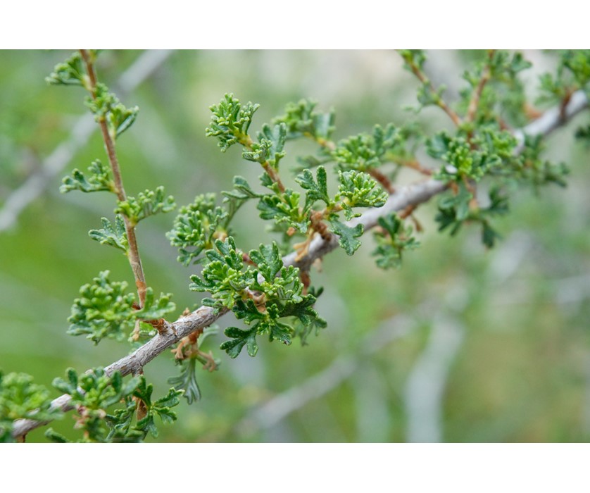 Colorado Springs Utilities Xeriscaping - Stansbury's Cliffrose