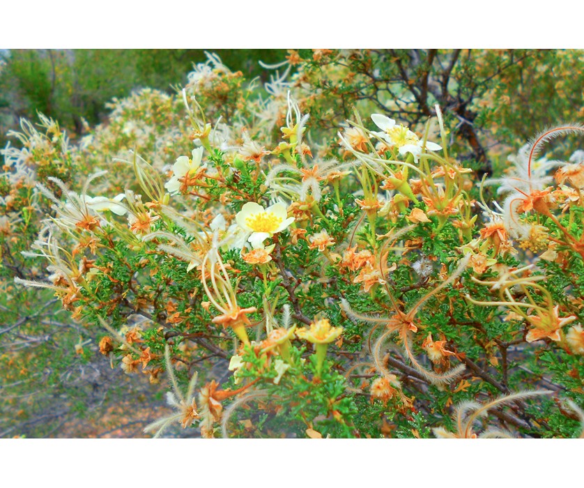 Colorado Springs Utilities Xeriscaping - Stansbury's Cliffrose