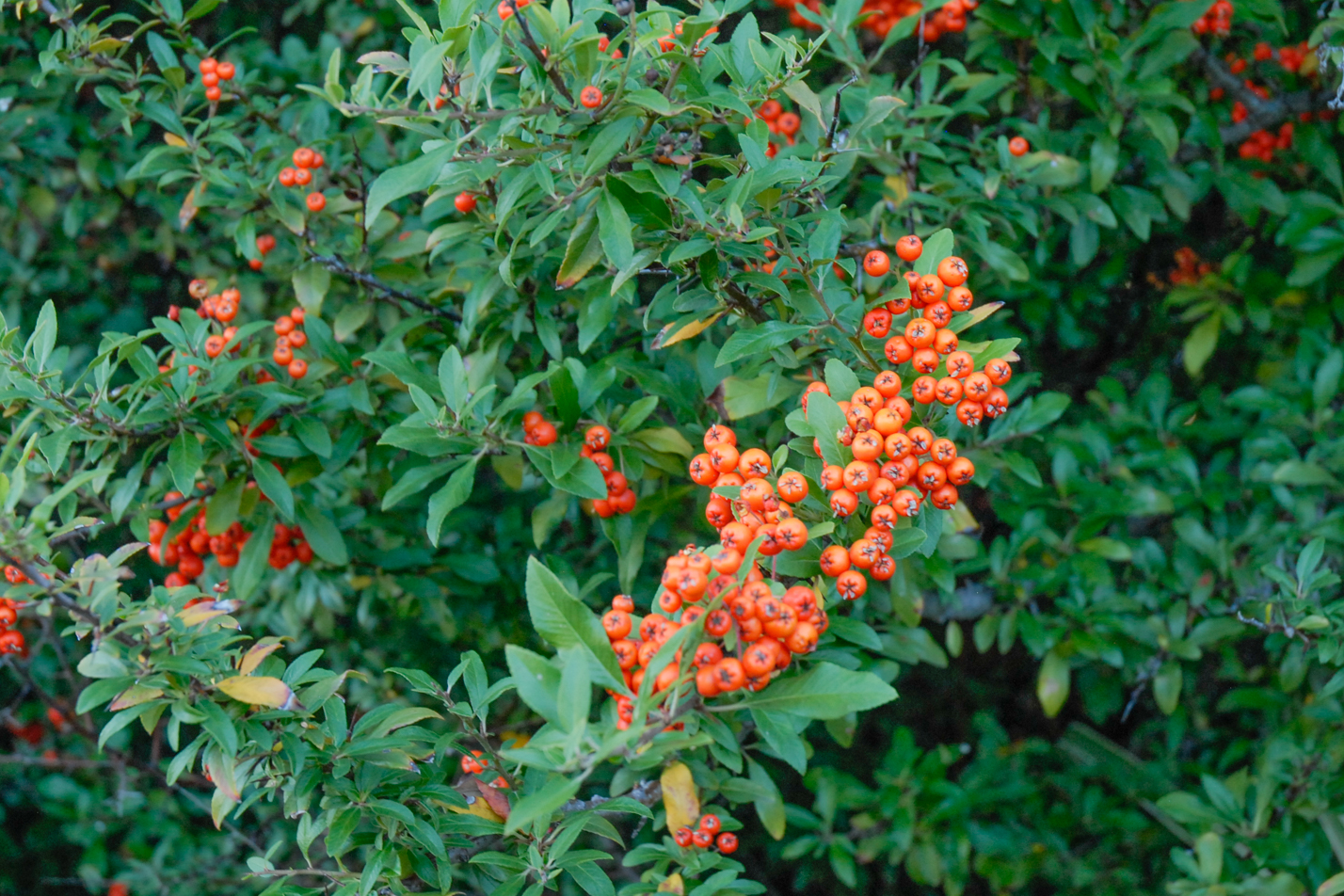Colorado Springs Utilities Xeriscaping - Pyracantha