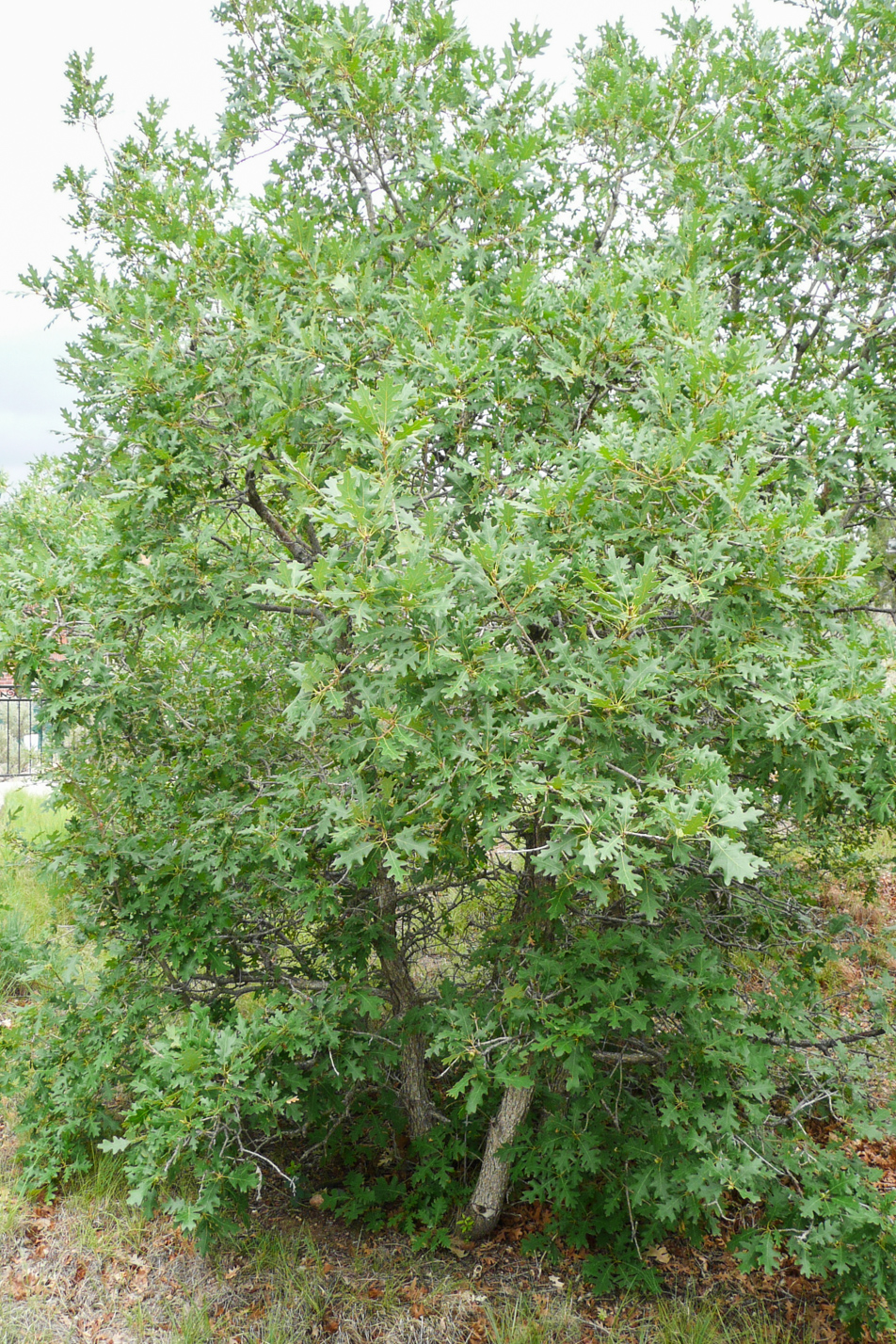 Colorado Springs Utilities Xeriscaping - Scrub Oak