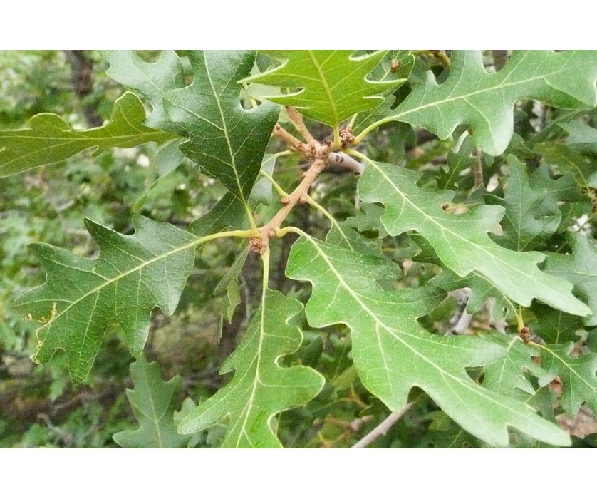 Colorado Springs Utilities Xeriscaping - Scrub Oak
