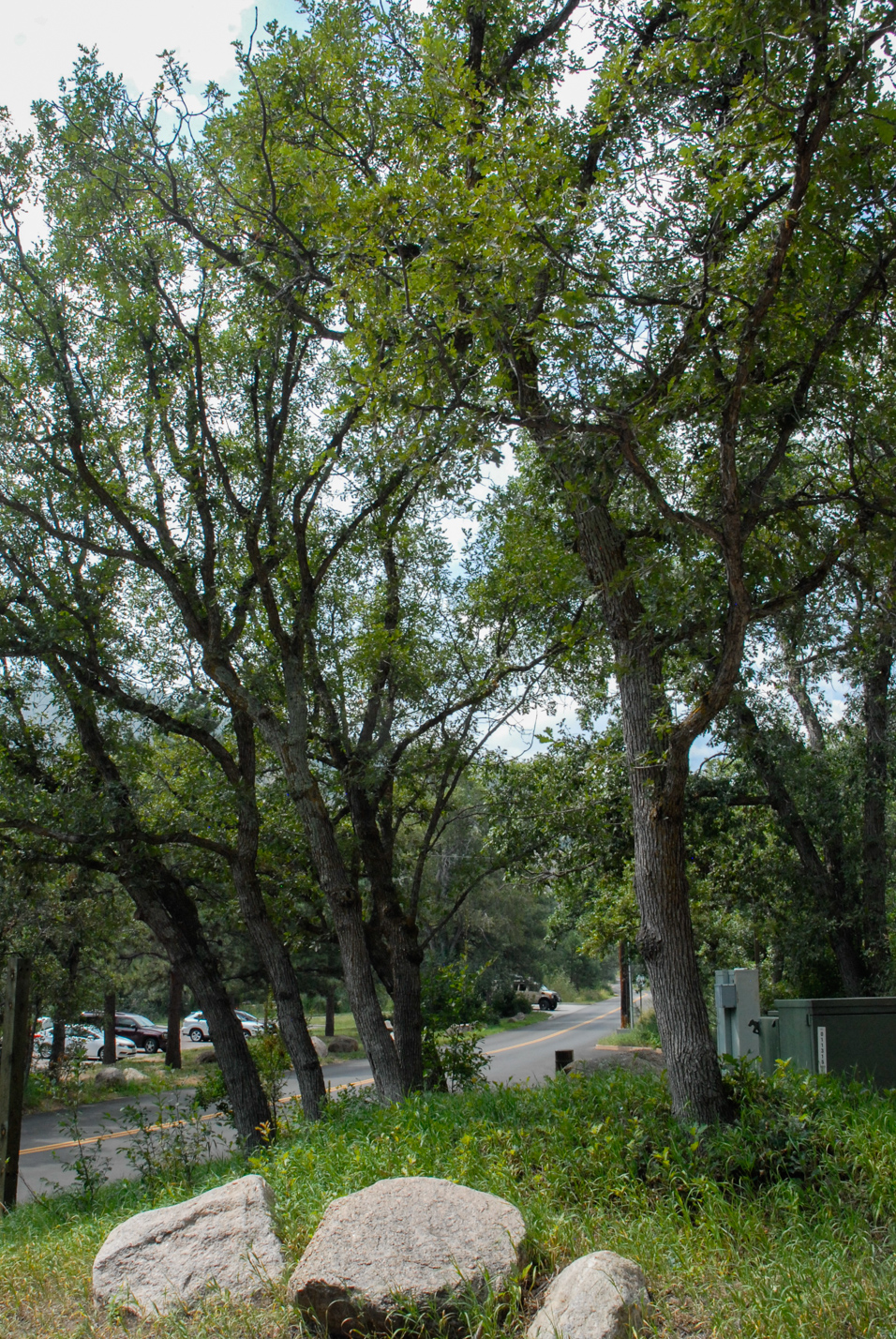 Colorado Springs Utilities Xeriscaping - Scrub Oak