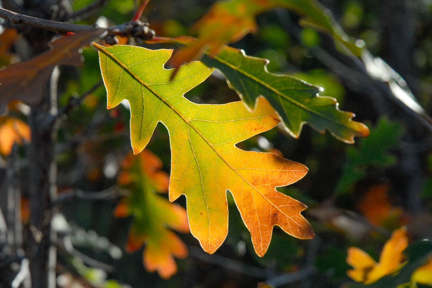 Colorado Springs Utilities Xeriscaping - Scrub Oak