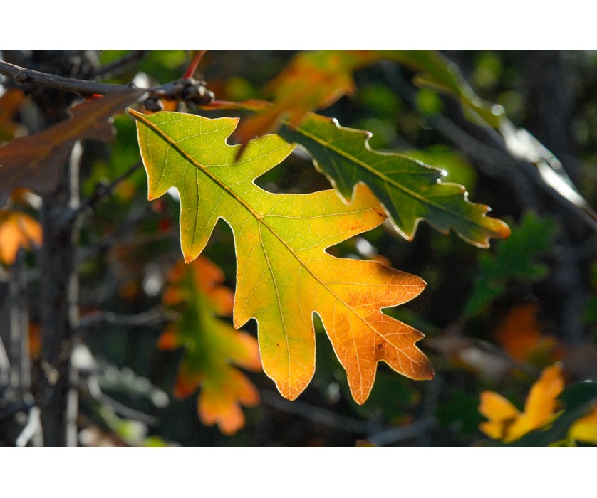 Colorado Springs Utilities Xeriscaping - Scrub Oak