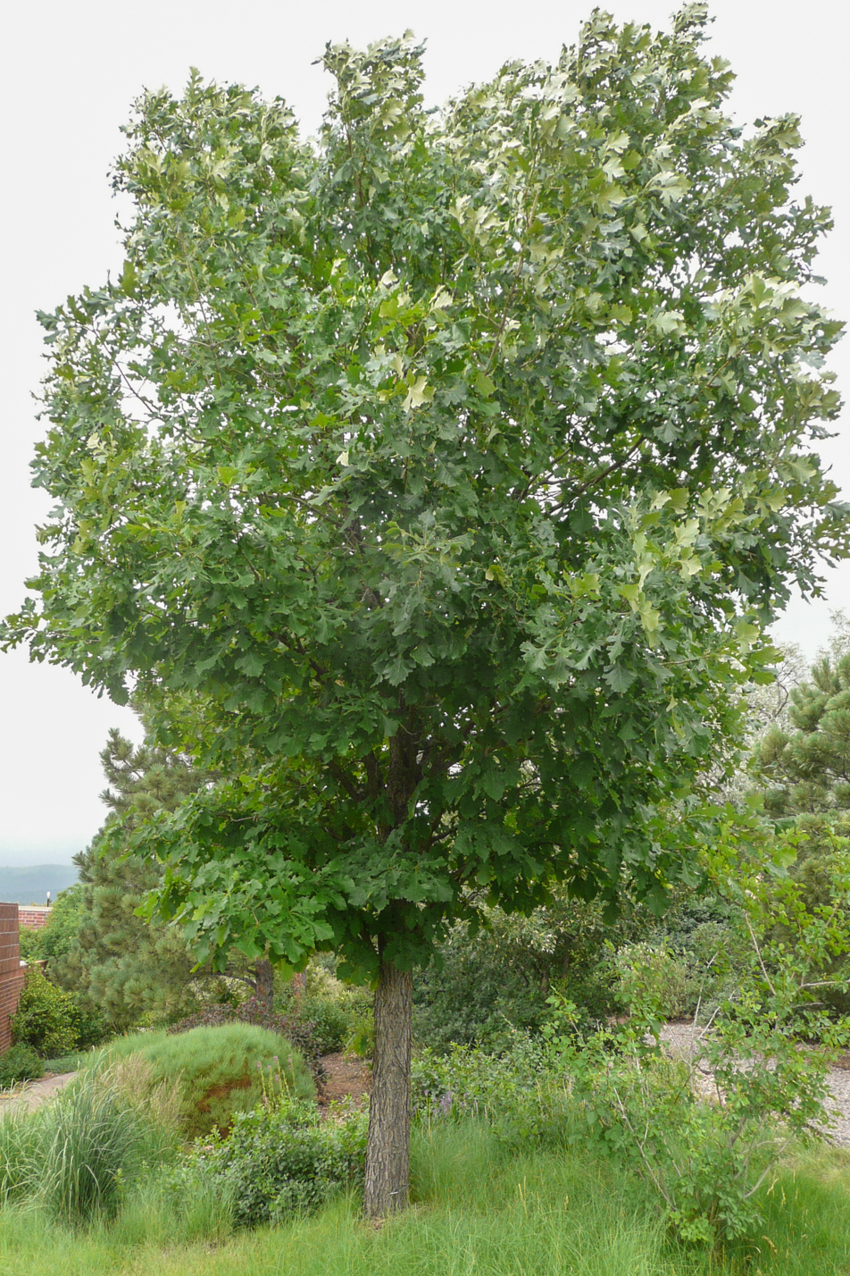Colorado Springs Utilities Xeriscaping - Bur Oak