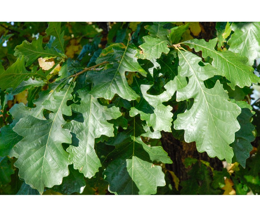 Colorado Springs Utilities Xeriscaping - Bur Oak