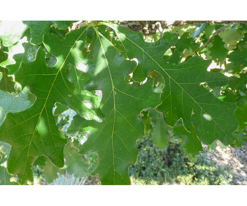 Colorado Springs Utilities Xeriscaping - Bur Oak