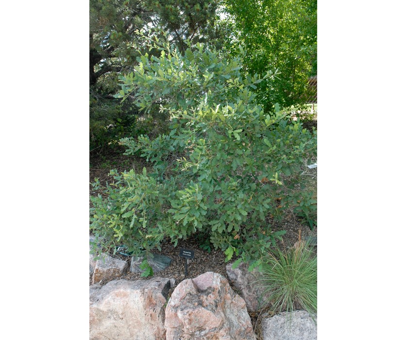 Colorado Springs Utilities Xeriscaping - Wavyleaf Oak