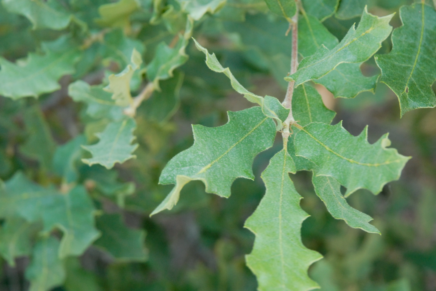 Colorado Springs Utilities Xeriscaping - Wavyleaf Oak