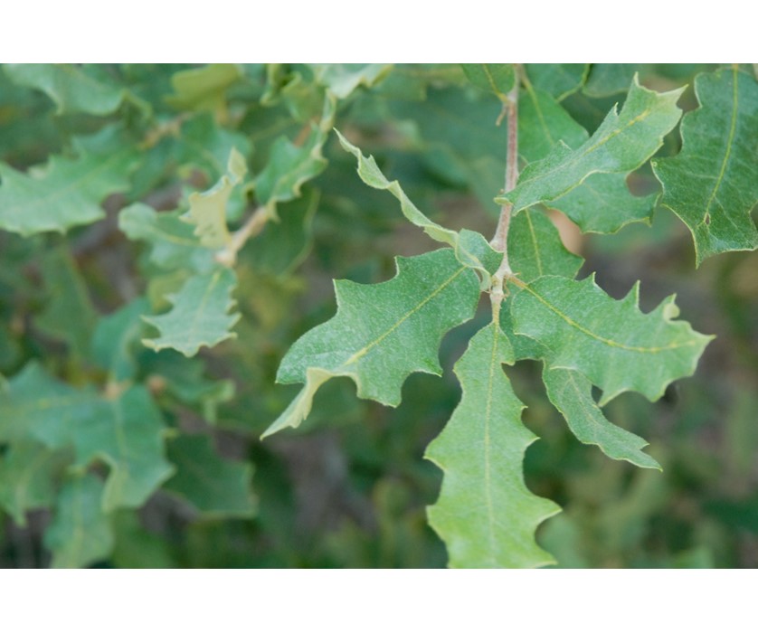 Colorado Springs Utilities Xeriscaping - Wavyleaf Oak