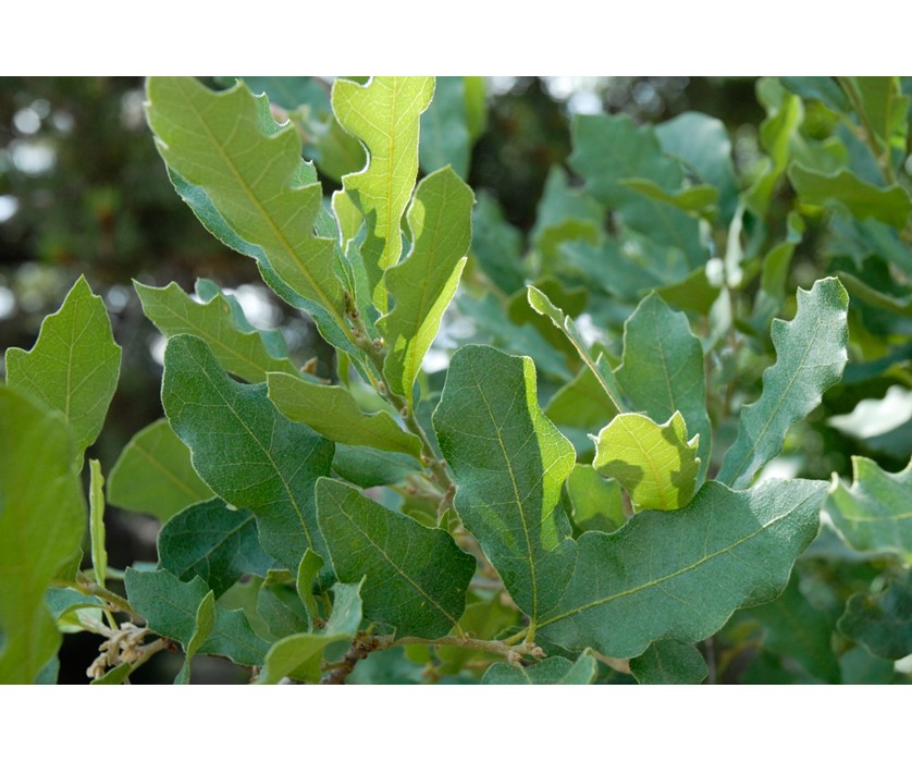 Colorado Springs Utilities Xeriscaping - Wavyleaf Oak