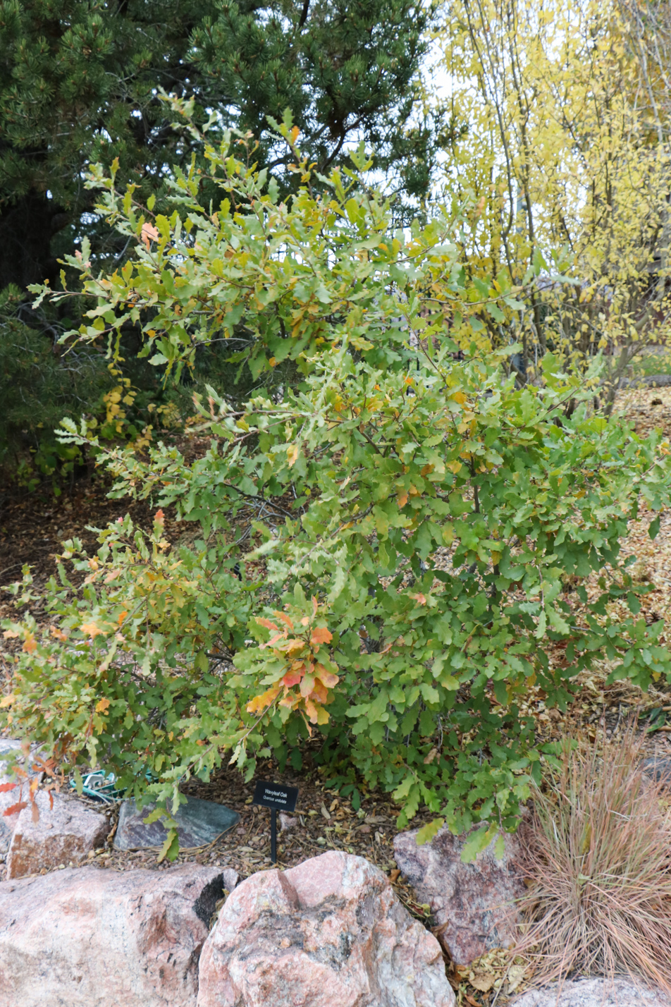 Colorado Springs Utilities Xeriscaping - Wavyleaf Oak