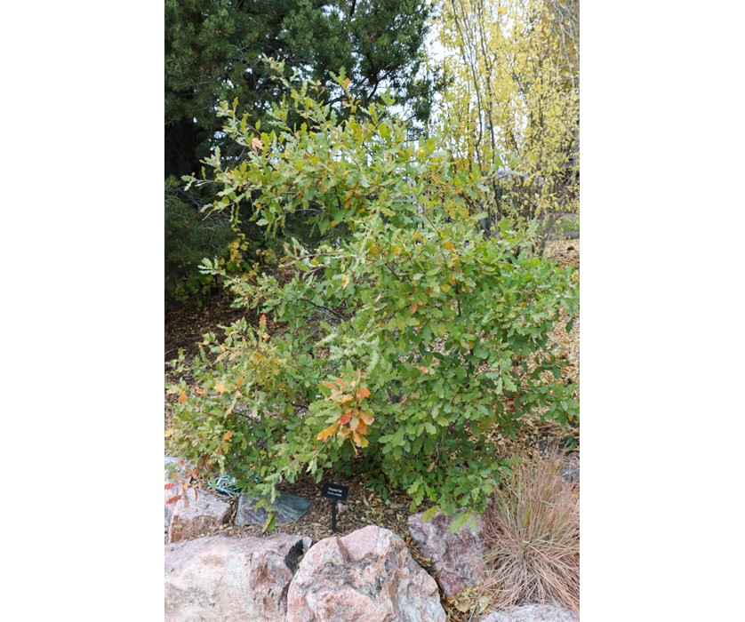 Colorado Springs Utilities Xeriscaping - Wavyleaf Oak