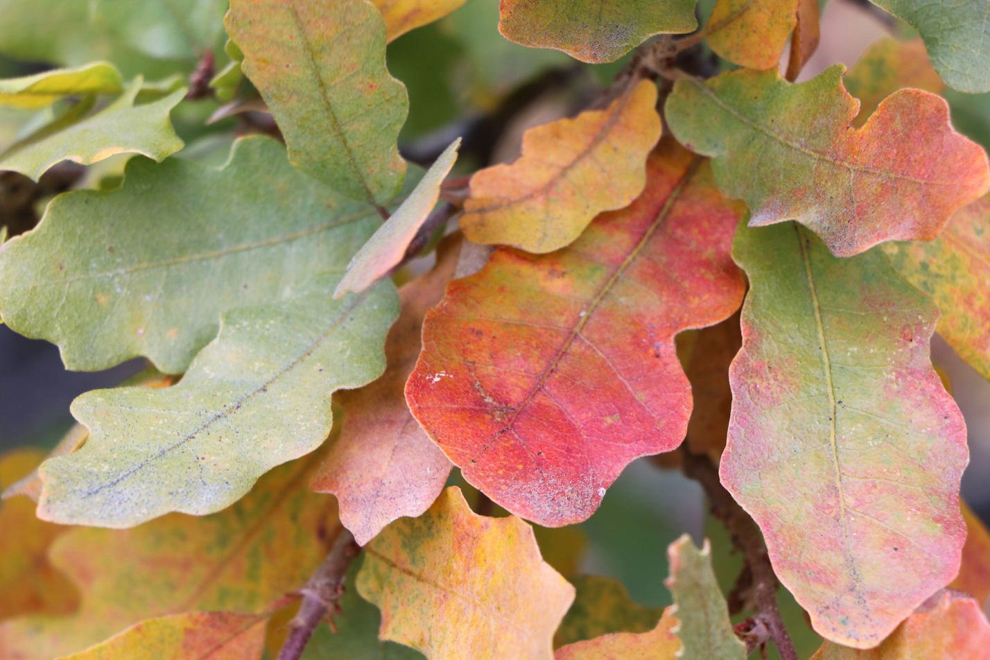 Colorado Springs Utilities Xeriscaping - Wavyleaf Oak