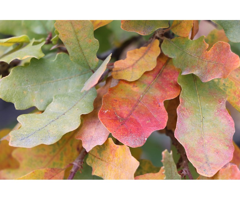 Colorado Springs Utilities Xeriscaping - Wavyleaf Oak